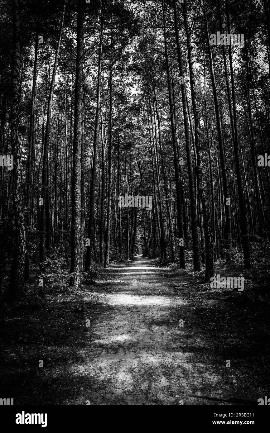Through the forest Black and White Stock Photos & Images - Alamy