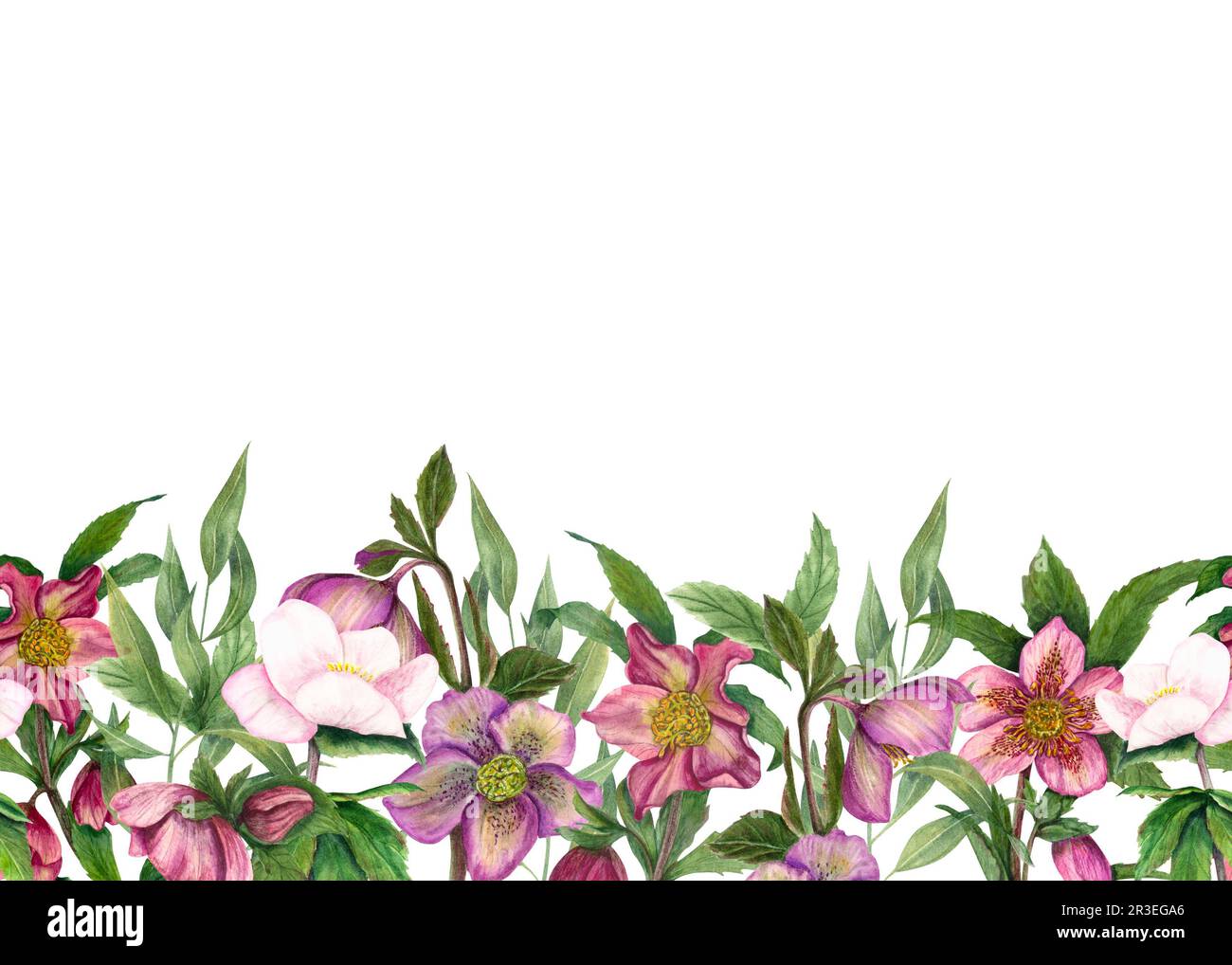 Watercolor seamless border of hellebores isolated on white background ...