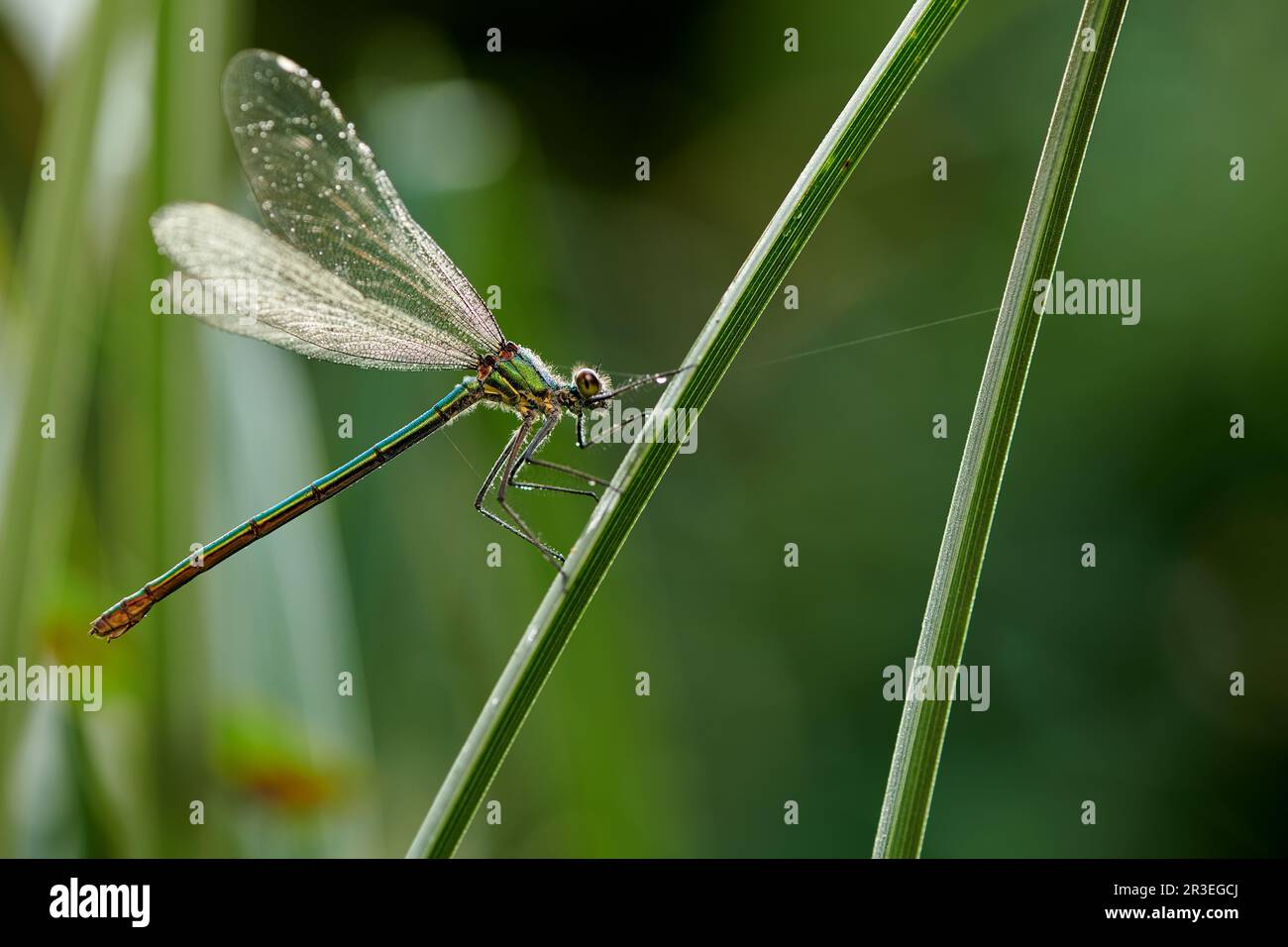 Hunting dragonfly hi-res stock photography and images - Alamy