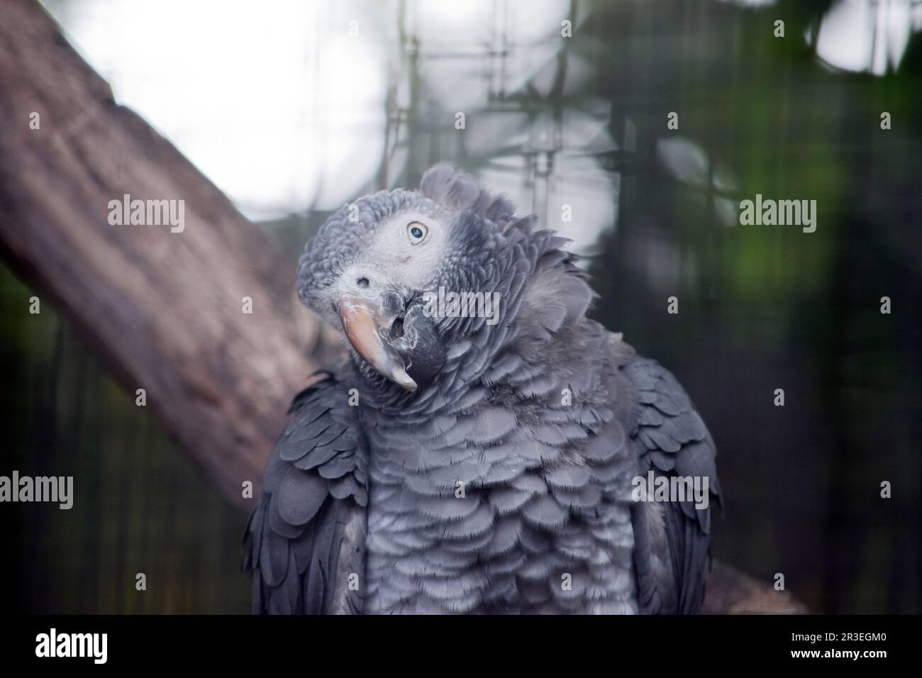 the young African grey parrot has a large cream bill and white mask ...