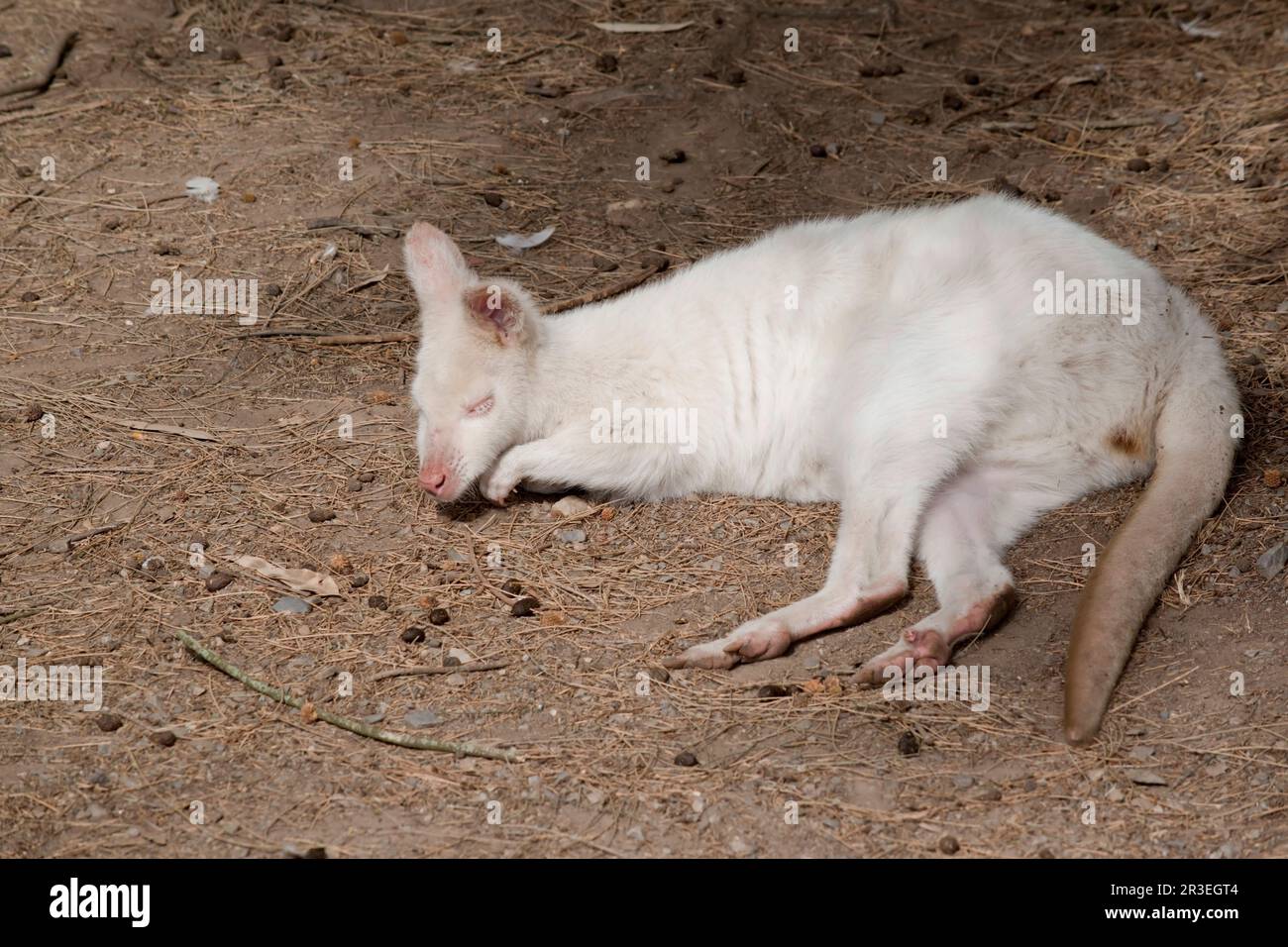 The albino wallaby has a white body with pink ears, nose, eyes and ...