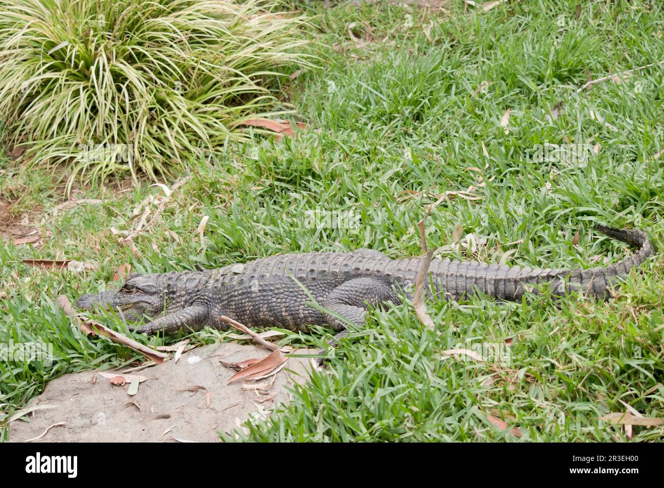 Alligators have a long, rounded snout that has upward facing nostrils ...