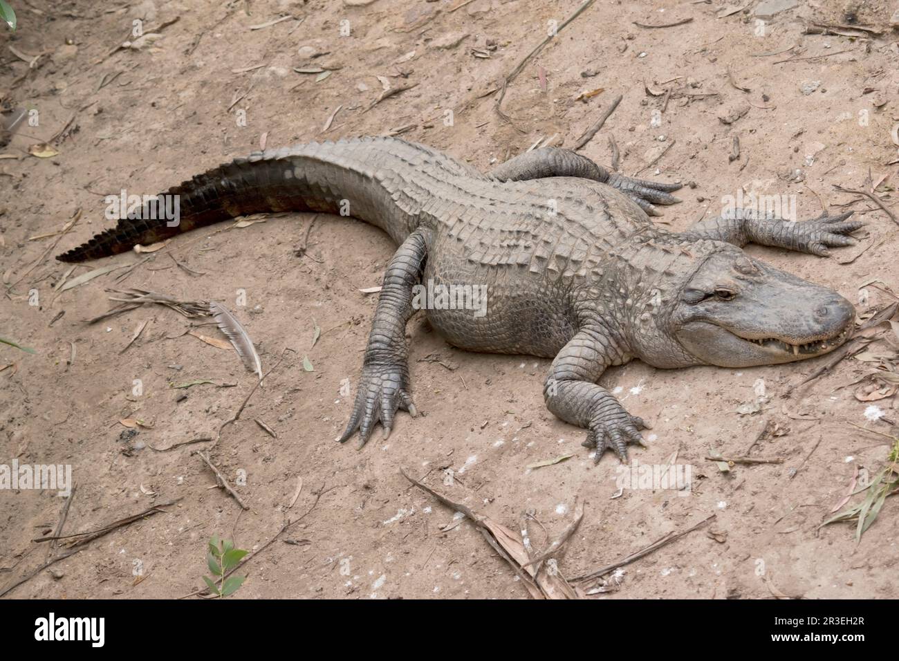 Alligators have a long, rounded snout that has upward facing nostrils ...