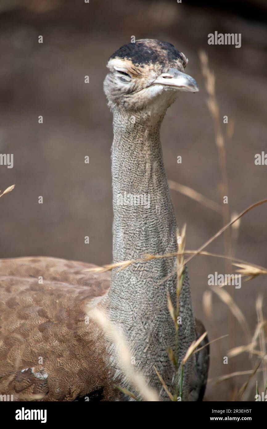 The Australian Bustard is one of Australia's largest birds. It is a ...