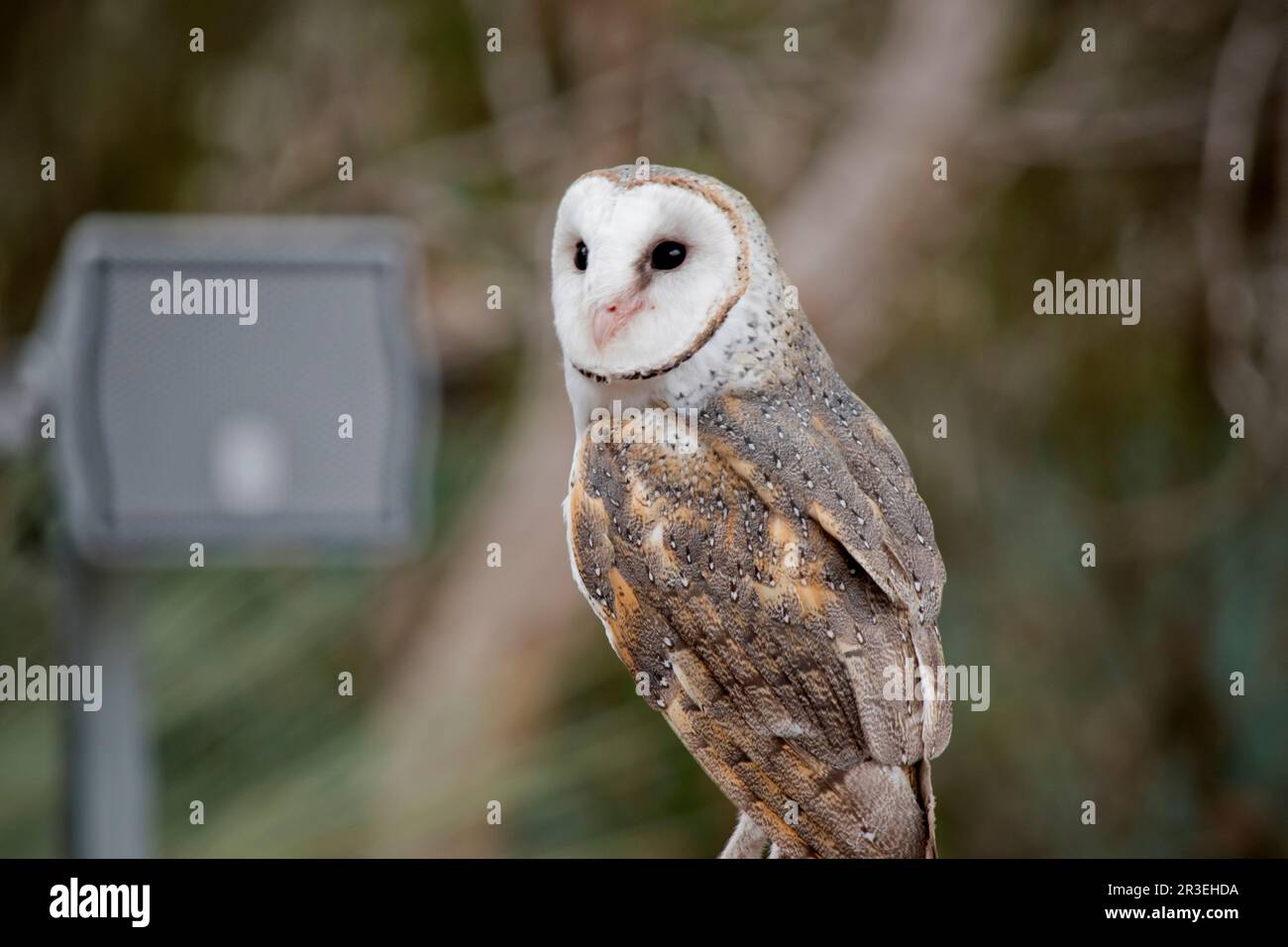 Barn owls have a distinctive heart-shaped white face and dark eyes ...