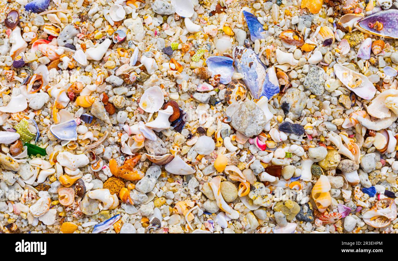 Overhead view of washed up and broken sea shells on sandy beach Stock ...