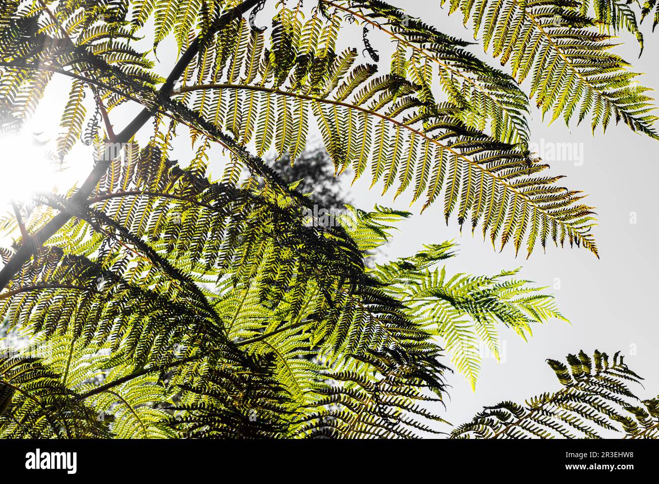Backlit fern leaves hi-res stock photography and images - Alamy