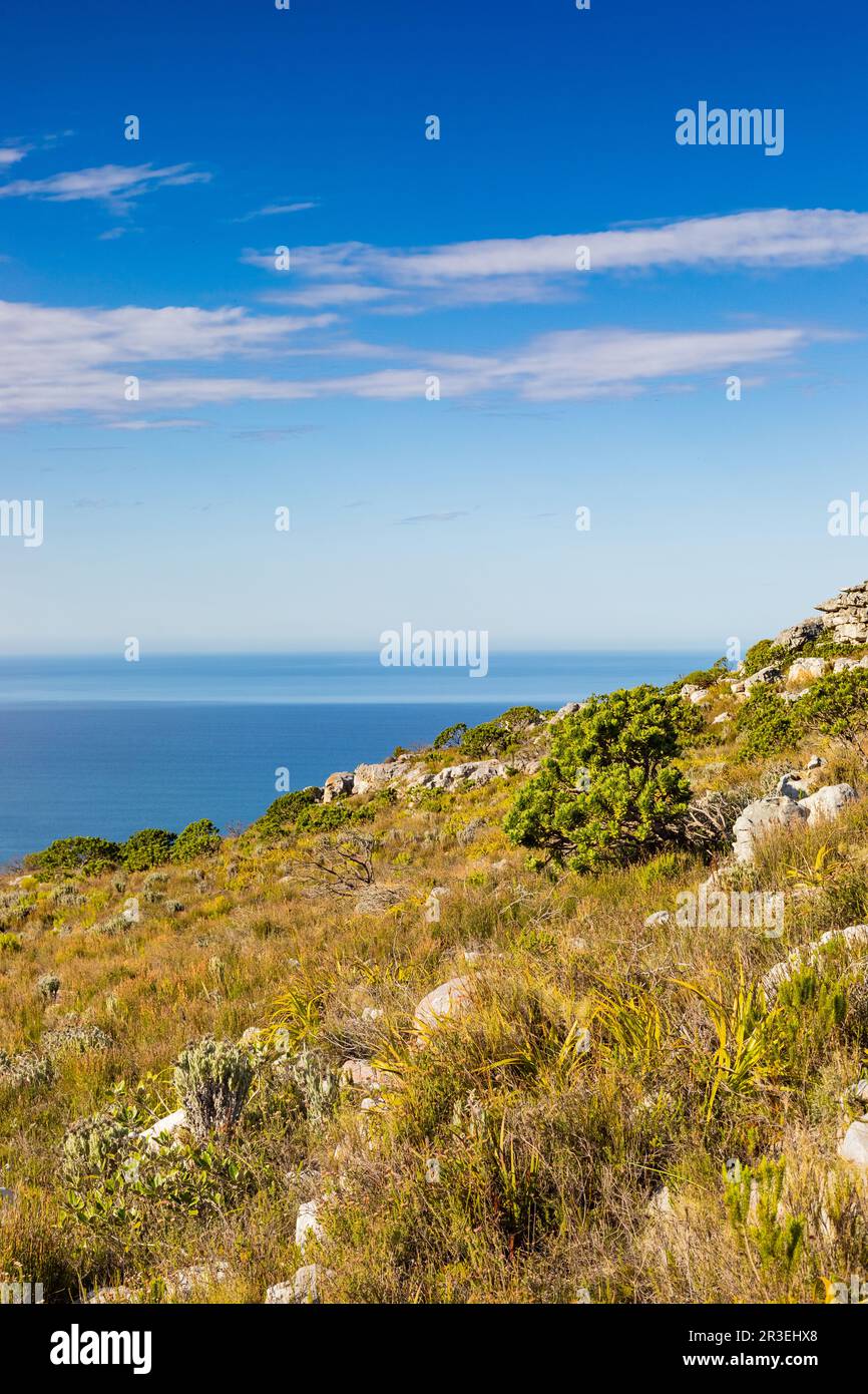 Coastal mountain landscape with fynbos flora in Cape Town Stock Photo ...