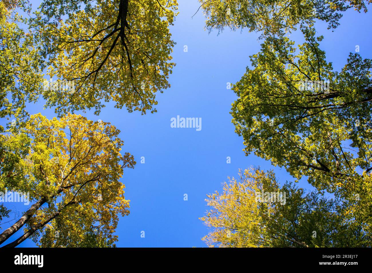 Naumkrone hi-res stock photography and images - Alamy