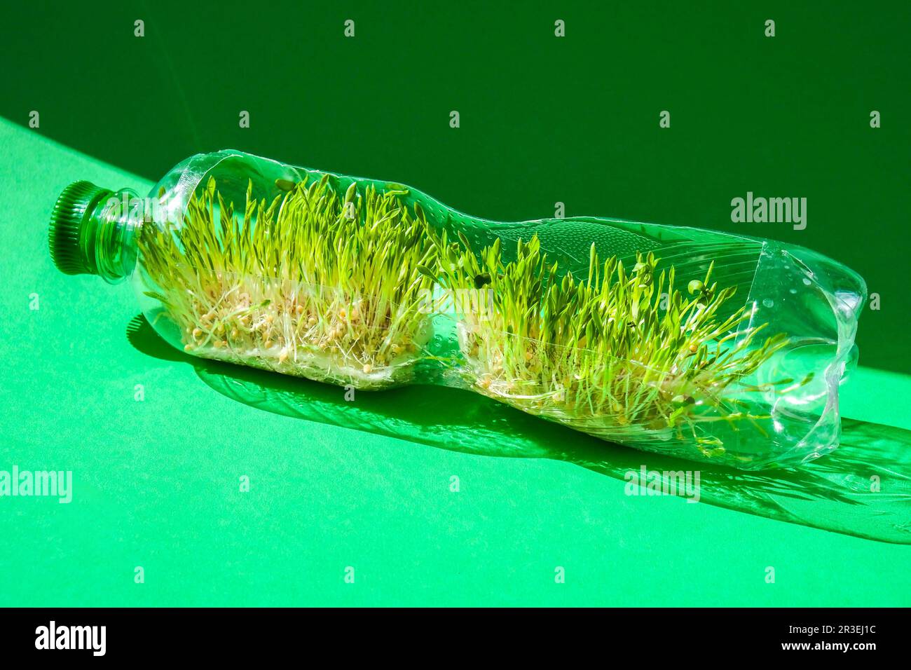 Young green plants in plastic bottle. Ecology and Environmental ...