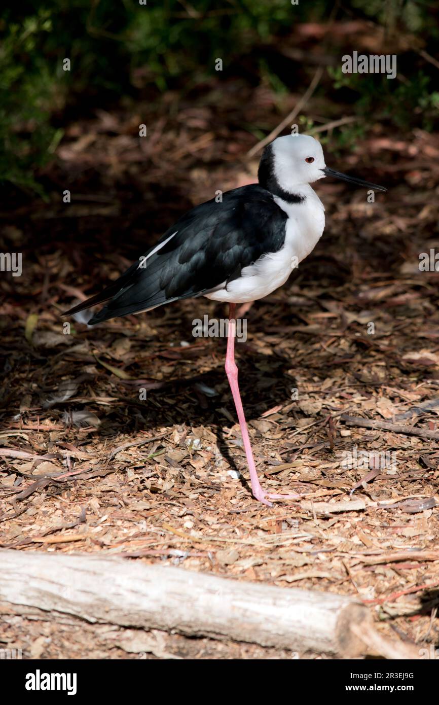 the black winged stilt is a black and white seabird with pink legs. It ...