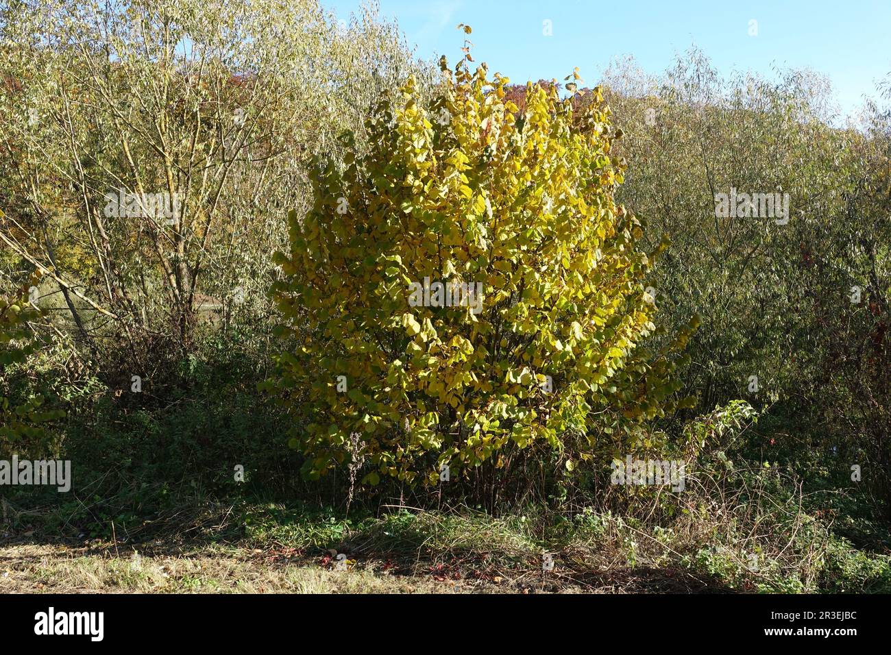 Catkins tree autumn autumn hi-res stock photography and images - Alamy