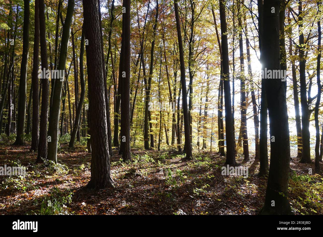 Mixed buds hi-res stock photography and images - Alamy