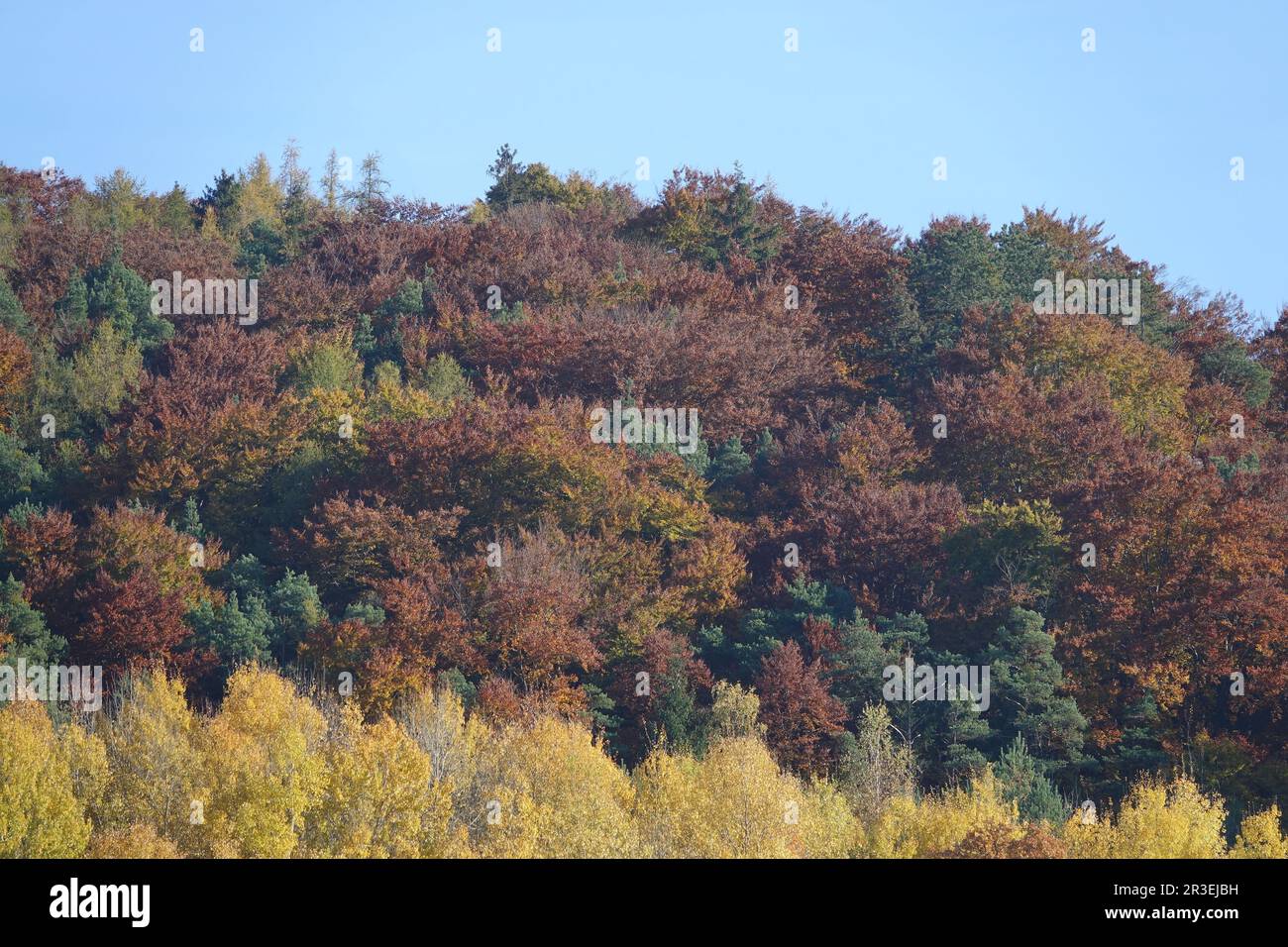 Scottish mixed forest hi-res stock photography and images - Alamy