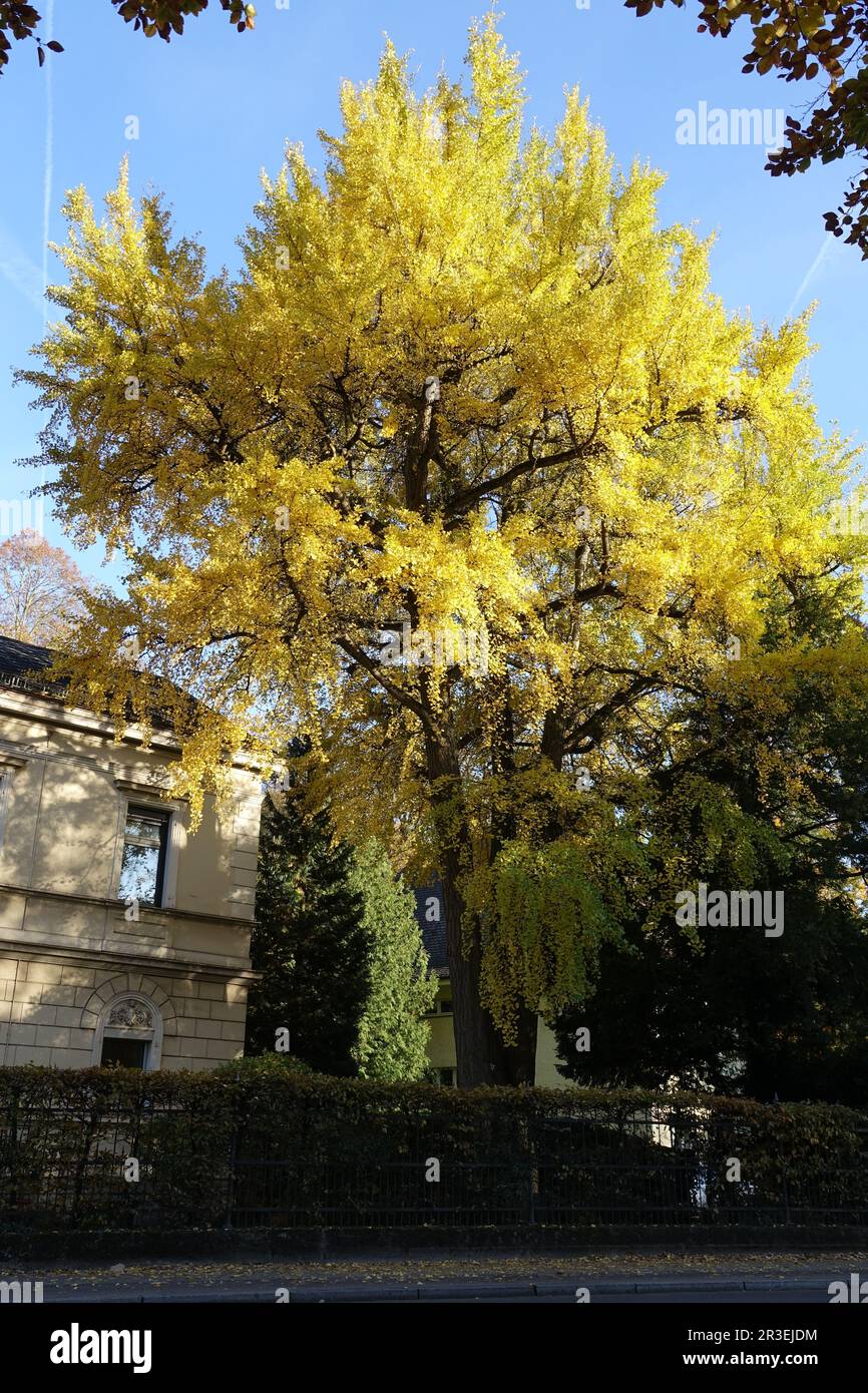 Fruit tree summer autumn flowers hi-res stock photography and images ...