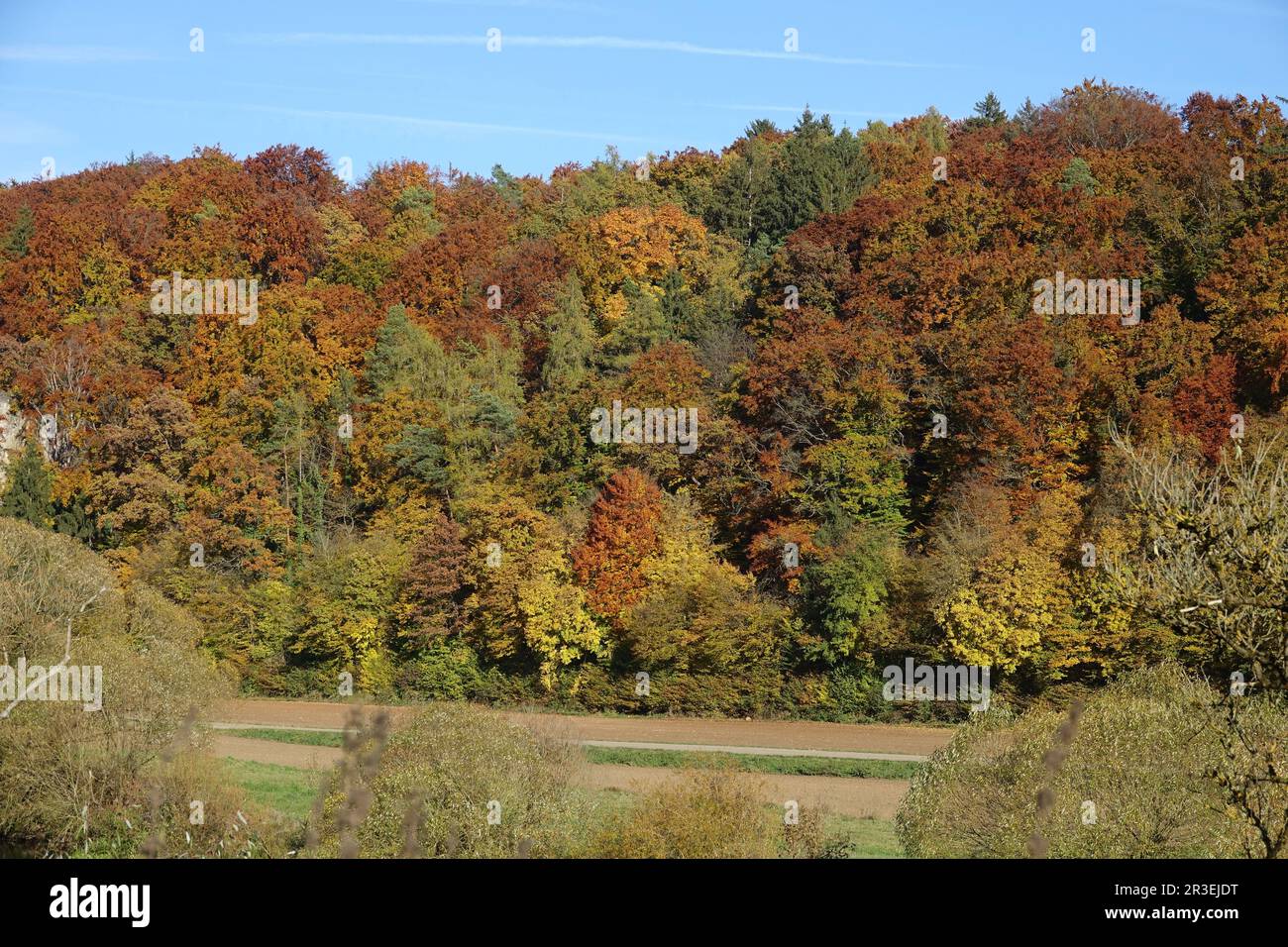 Mixed needle leaf hi-res stock photography and images - Alamy