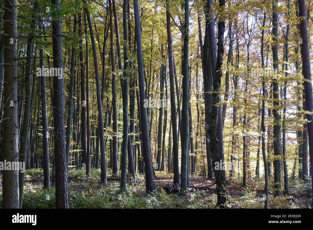 Mixed buds hi-res stock photography and images - Alamy