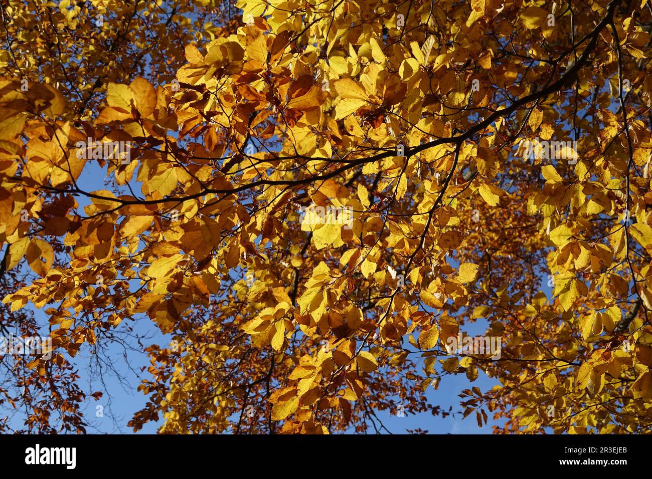 Young autumn beech trees hi-res stock photography and images - Alamy