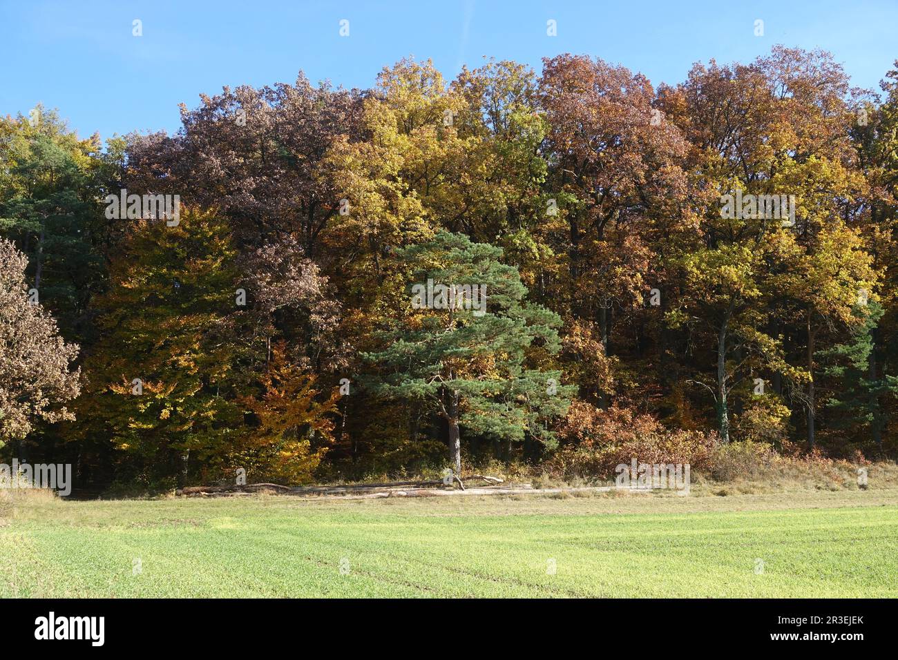 Quercus robur, German oak, Pinus sylvestris, mixed forest Stock Photo ...