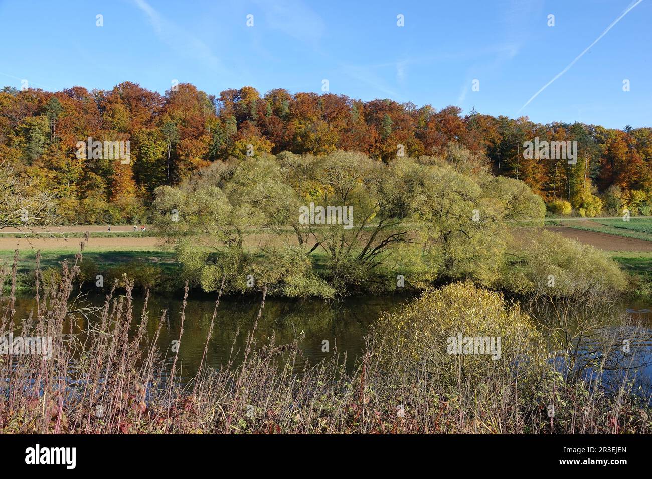 Silver willow salix alba hi-res stock photography and images - Alamy