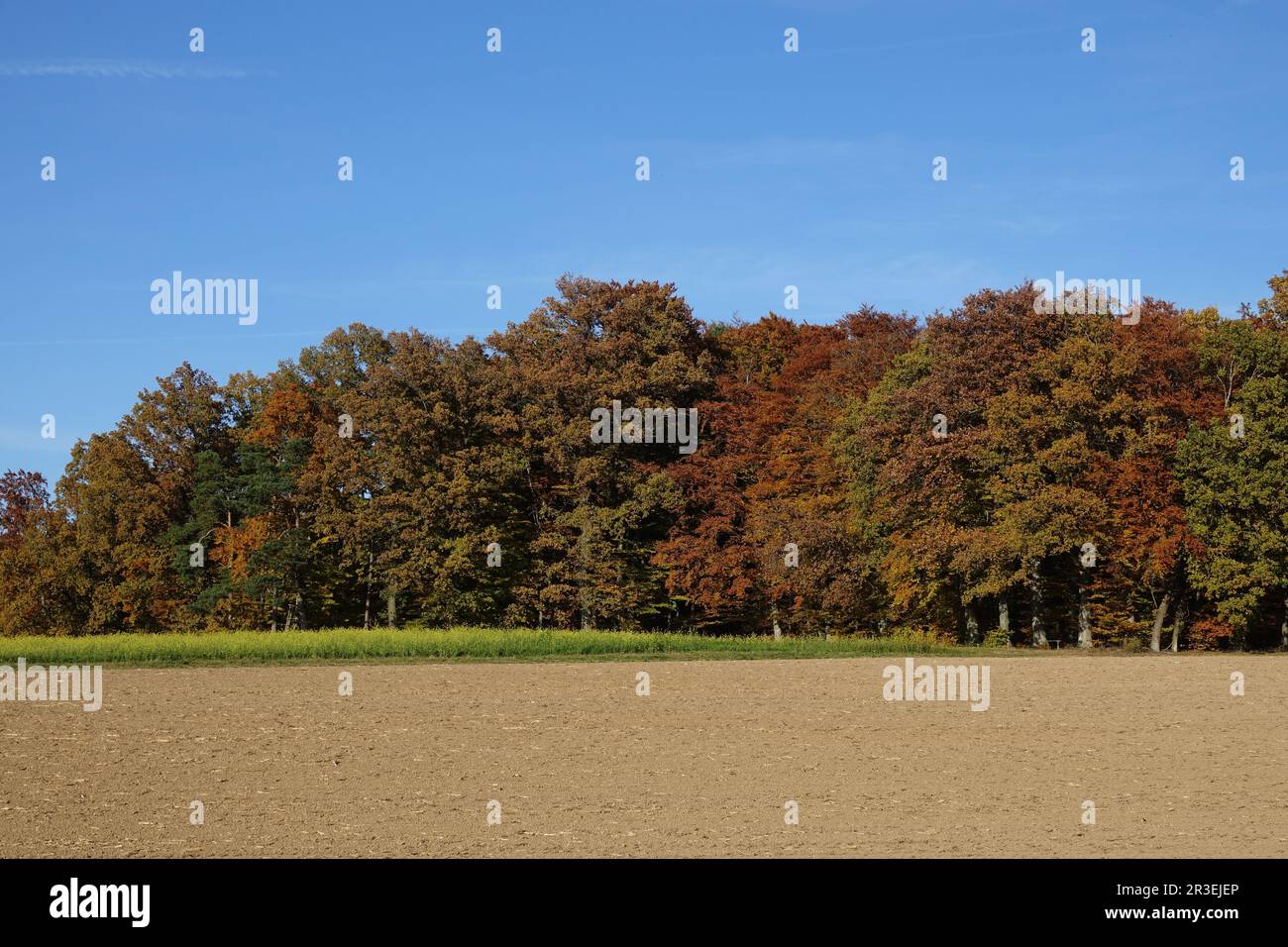 Mixed forest, autumn Stock Photo - Alamy