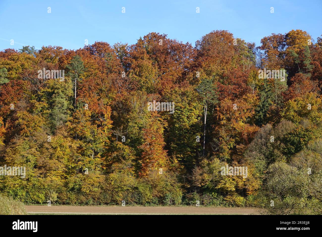 Mixed forest, autumn Stock Photo - Alamy