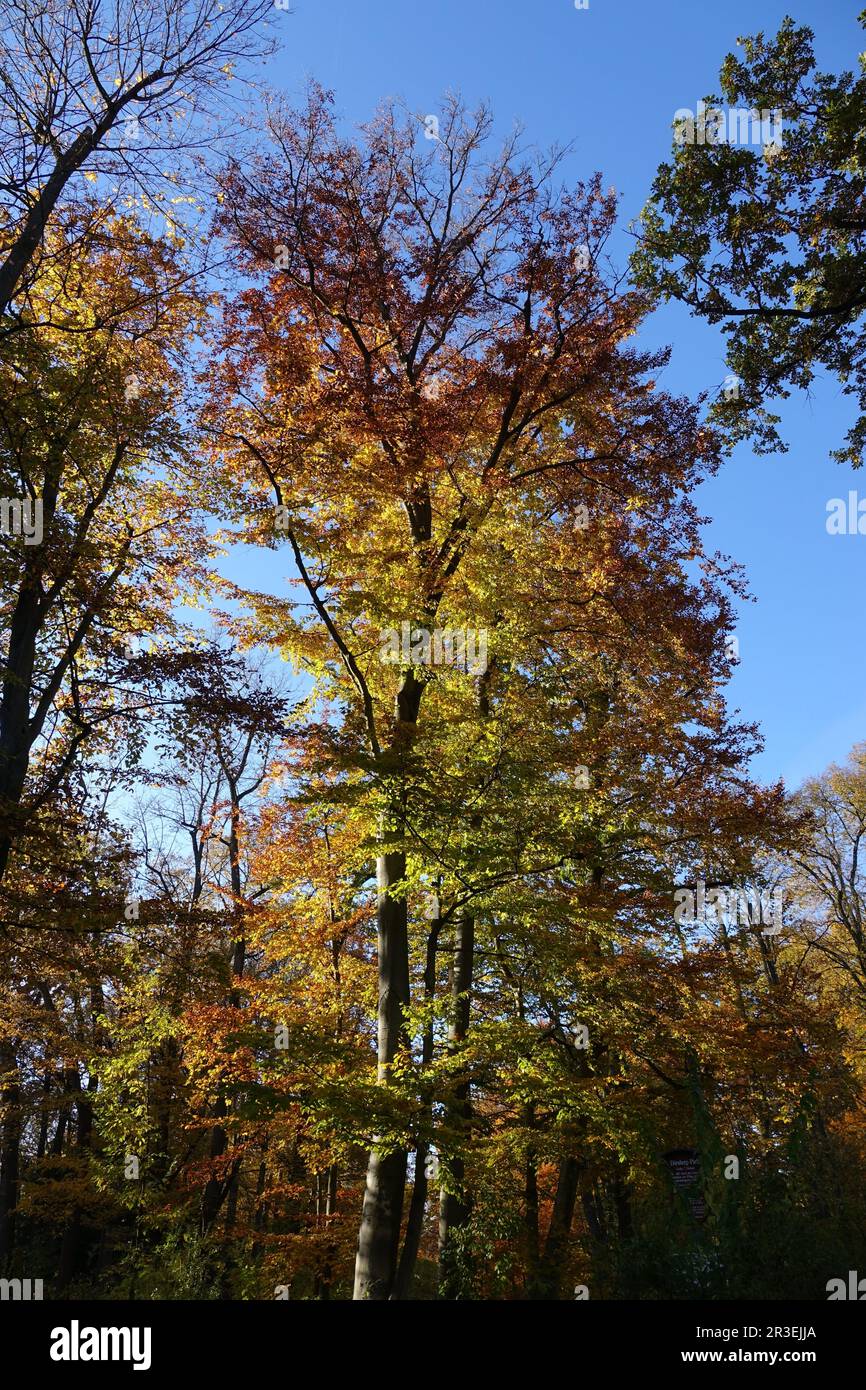Fagus sylvatica, beech, autumn Stock Photo - Alamy