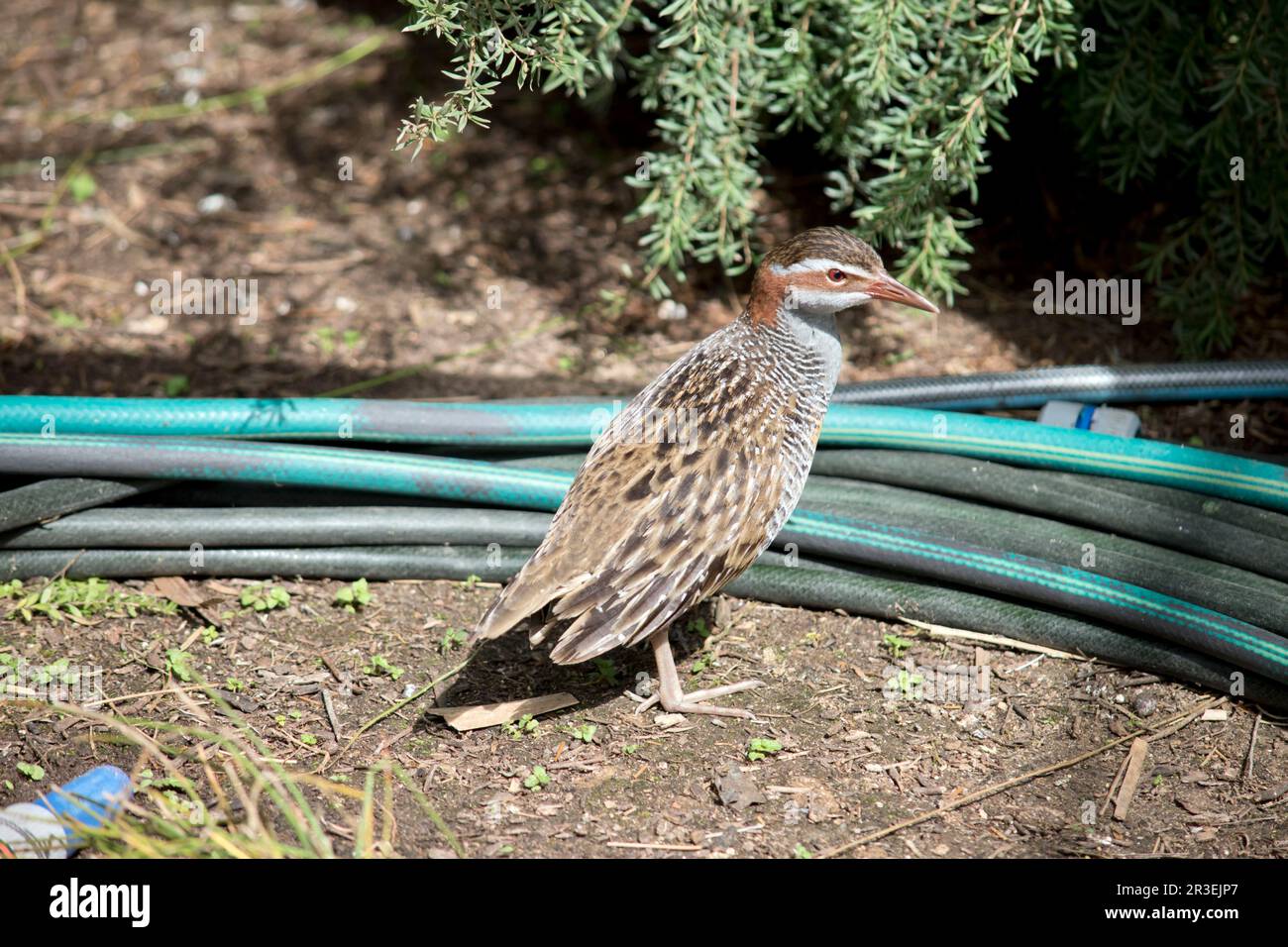 the buff banded rail is standing next to a hose Stock Photo - Alamy
