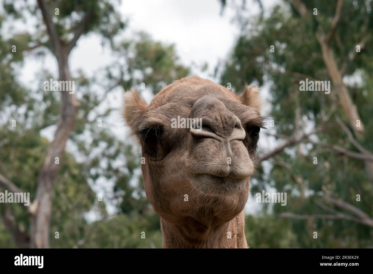 Camels are mammals with brown eyes, long lashes, a big-lipped snout and ...