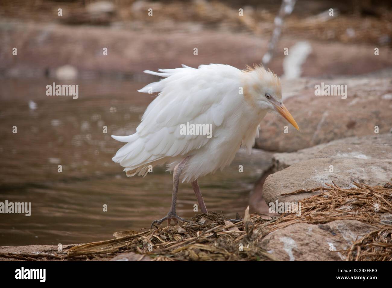 the cattle egret has a relatively short, thick neck, a sturdy bill, and ...