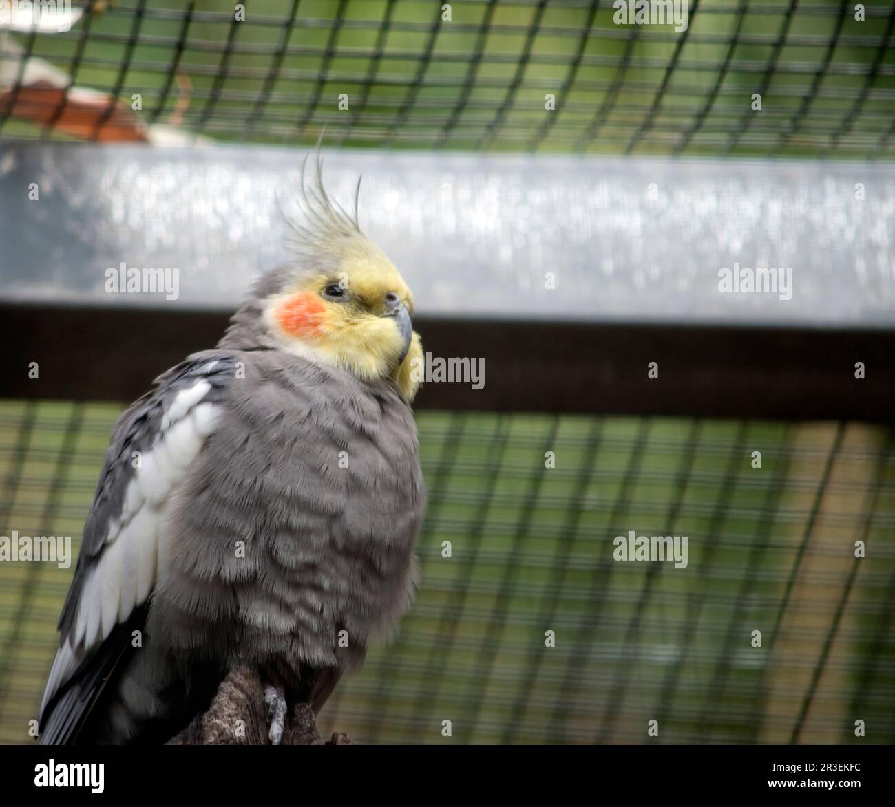 the cockatiel's plumage is mostly grey, paler below, with a white wing ...