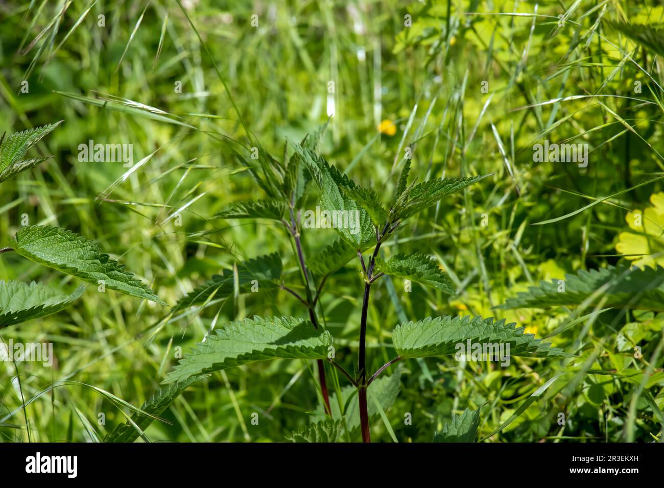 Nettle in the field. Green natural background with soft bokeh. The ...
