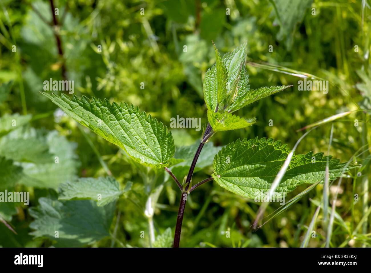 Nettle in the field. Green natural background with soft bokeh. The ...