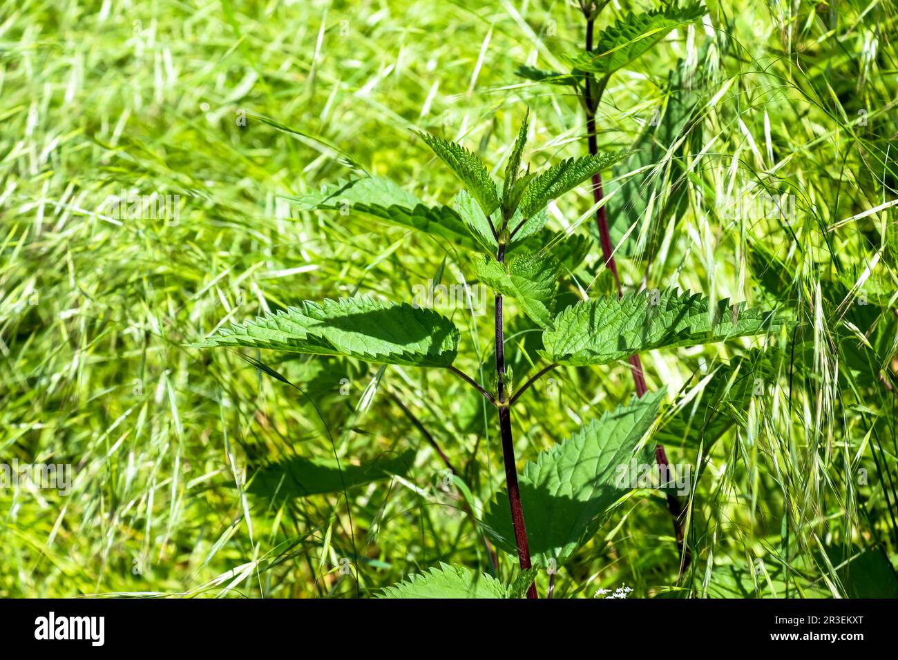 Nettle in the field. Green natural background with soft bokeh. The ...