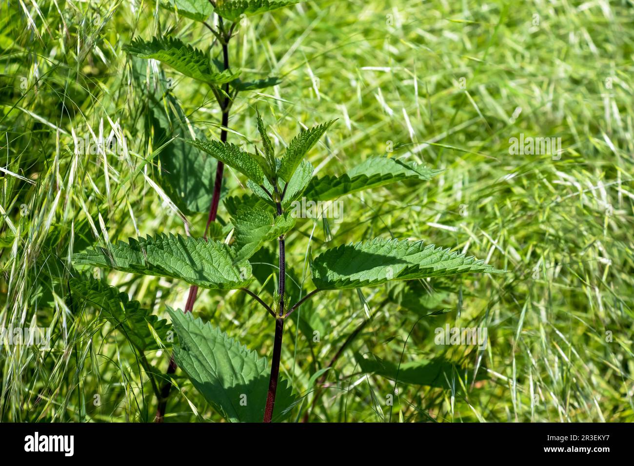 Nettle in the field. Green natural background with soft bokeh. The ...