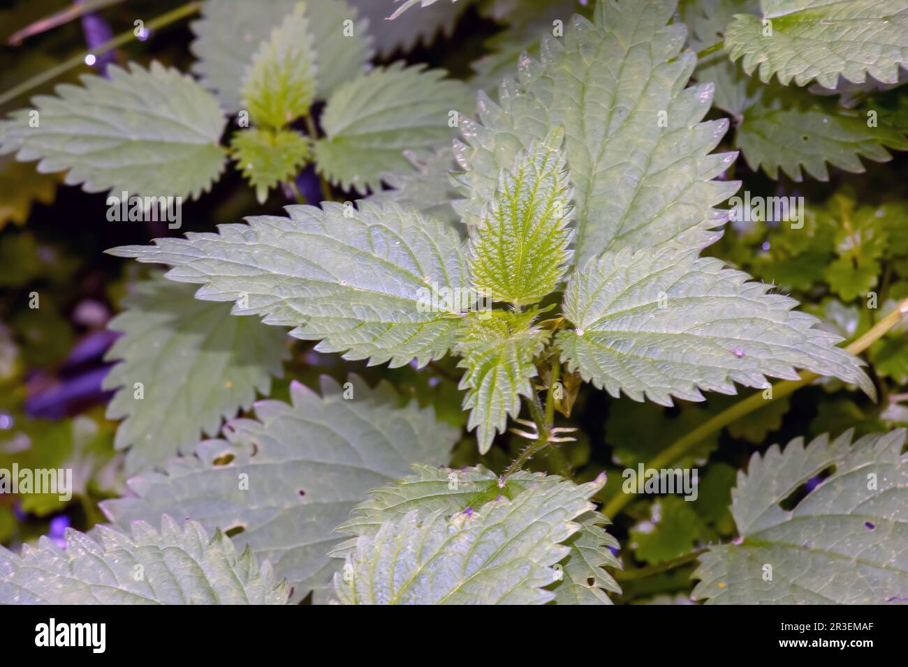 Nettle plant background. Nettle with fluffy green leaves. Nettle on a ...