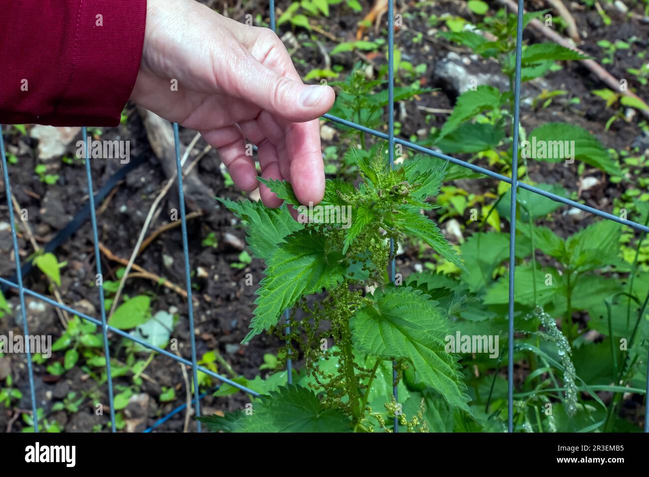 The herbalist collects fresh green nettles. A woman's hand holds a ...