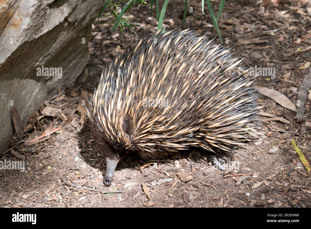The echidna has spines like a porcupine, a beak like a bird, a pouch ...