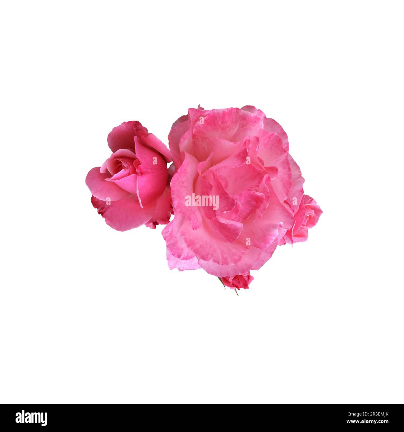 Pink isolated rose without leaves delicate flower branch, cutout object ...