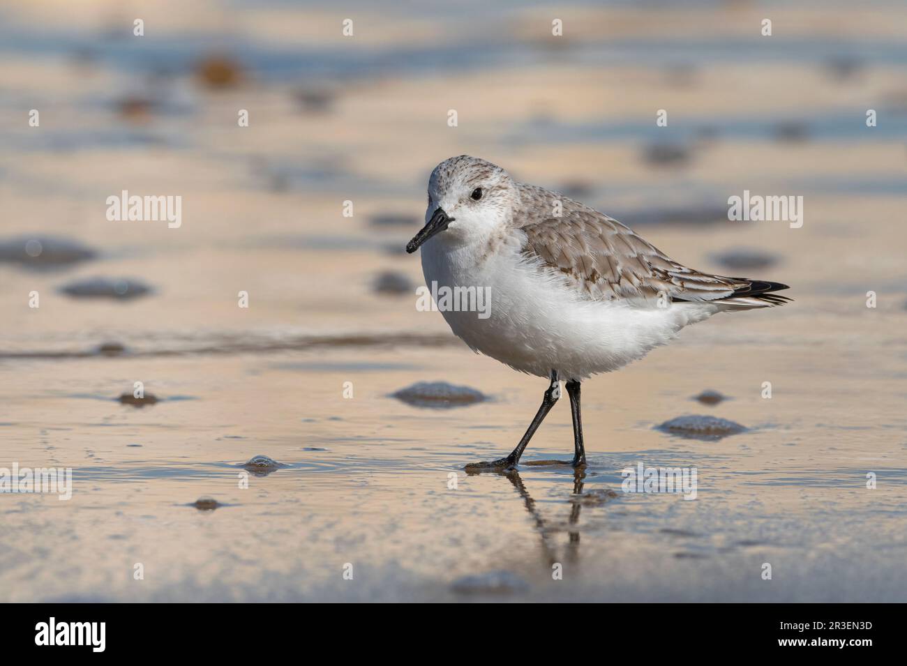 Sanderling species hi-res stock photography and images - Alamy