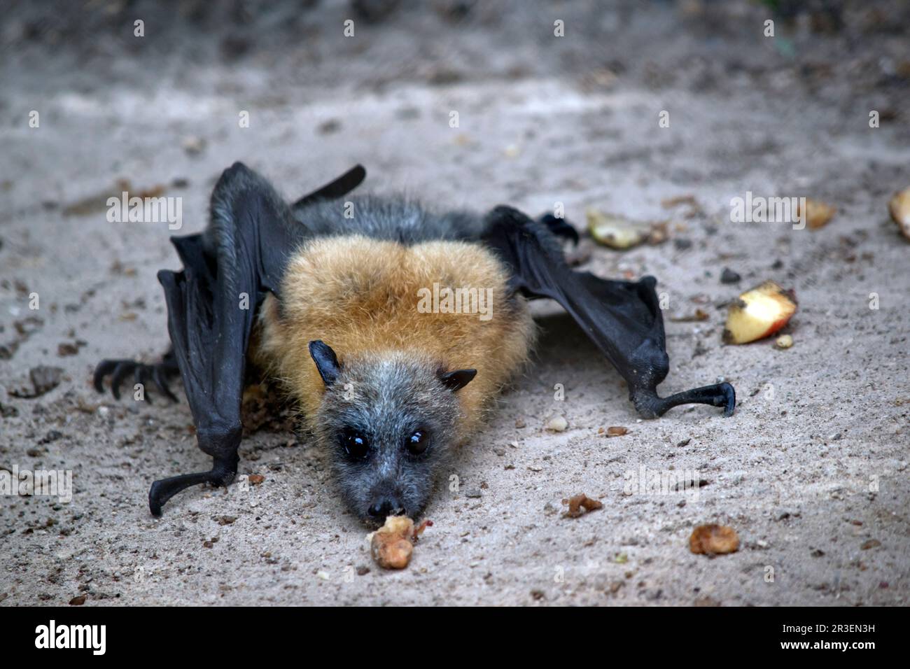 the fruit bat has a woolly fur golden colored on the head, neck ...
