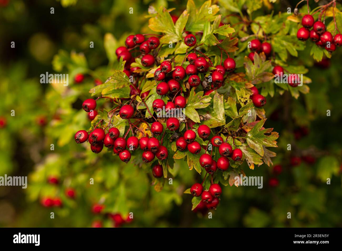 Hawthorn fruits hi-res stock photography and images - Alamy