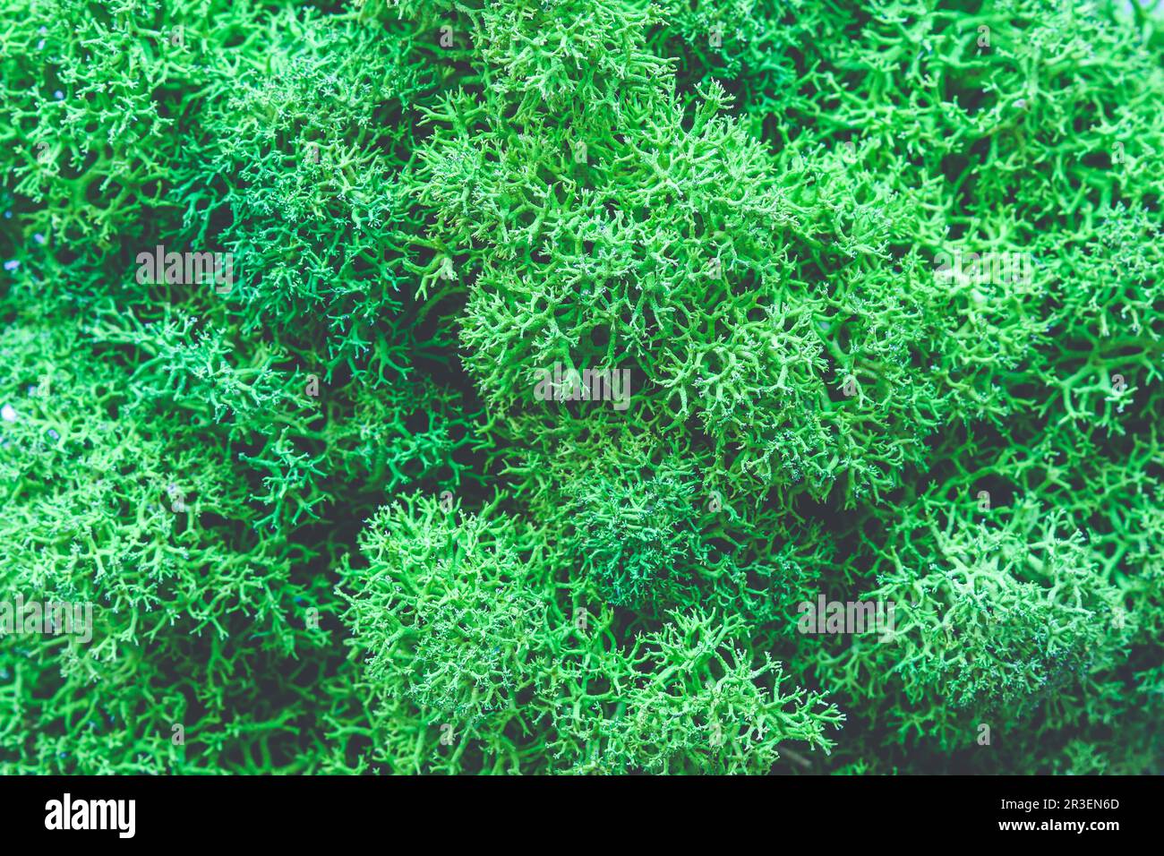 Raindeer lichen hi-res stock photography and images - Alamy