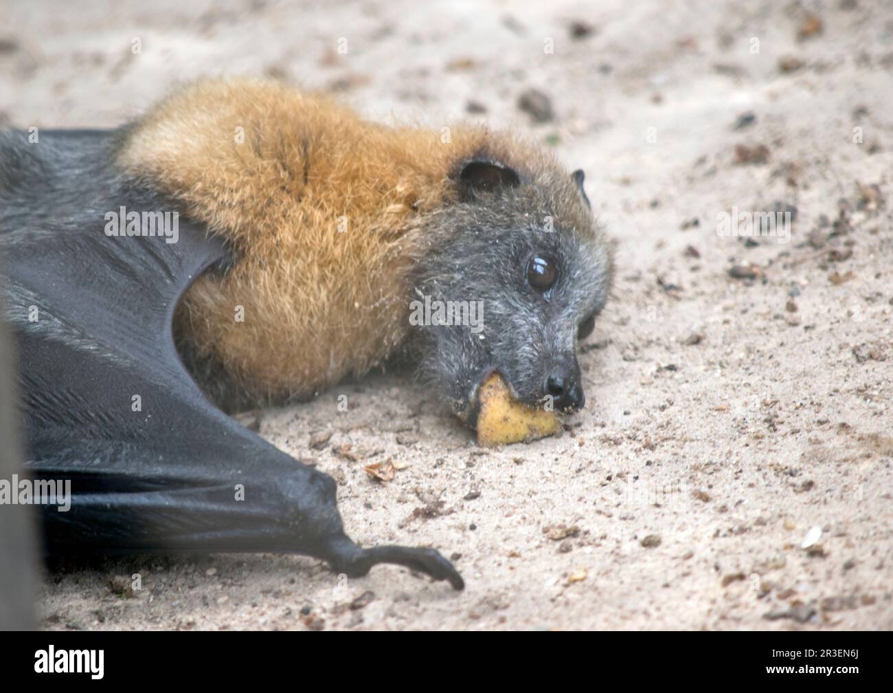 the fruit bat has a woolly fur golden colored on the head, neck ...