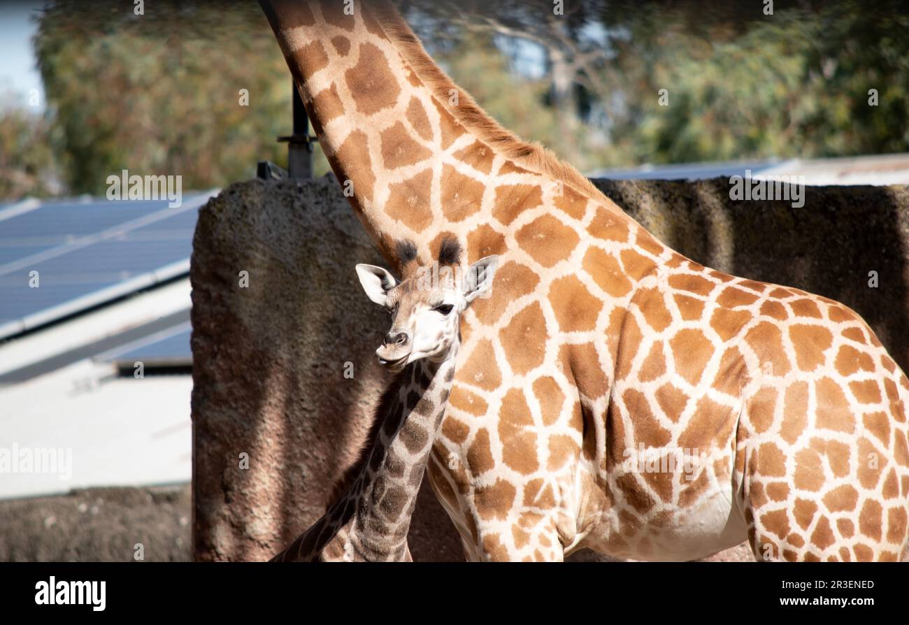 The giraffe is the tallest of all mammals. The legs and neck are ...