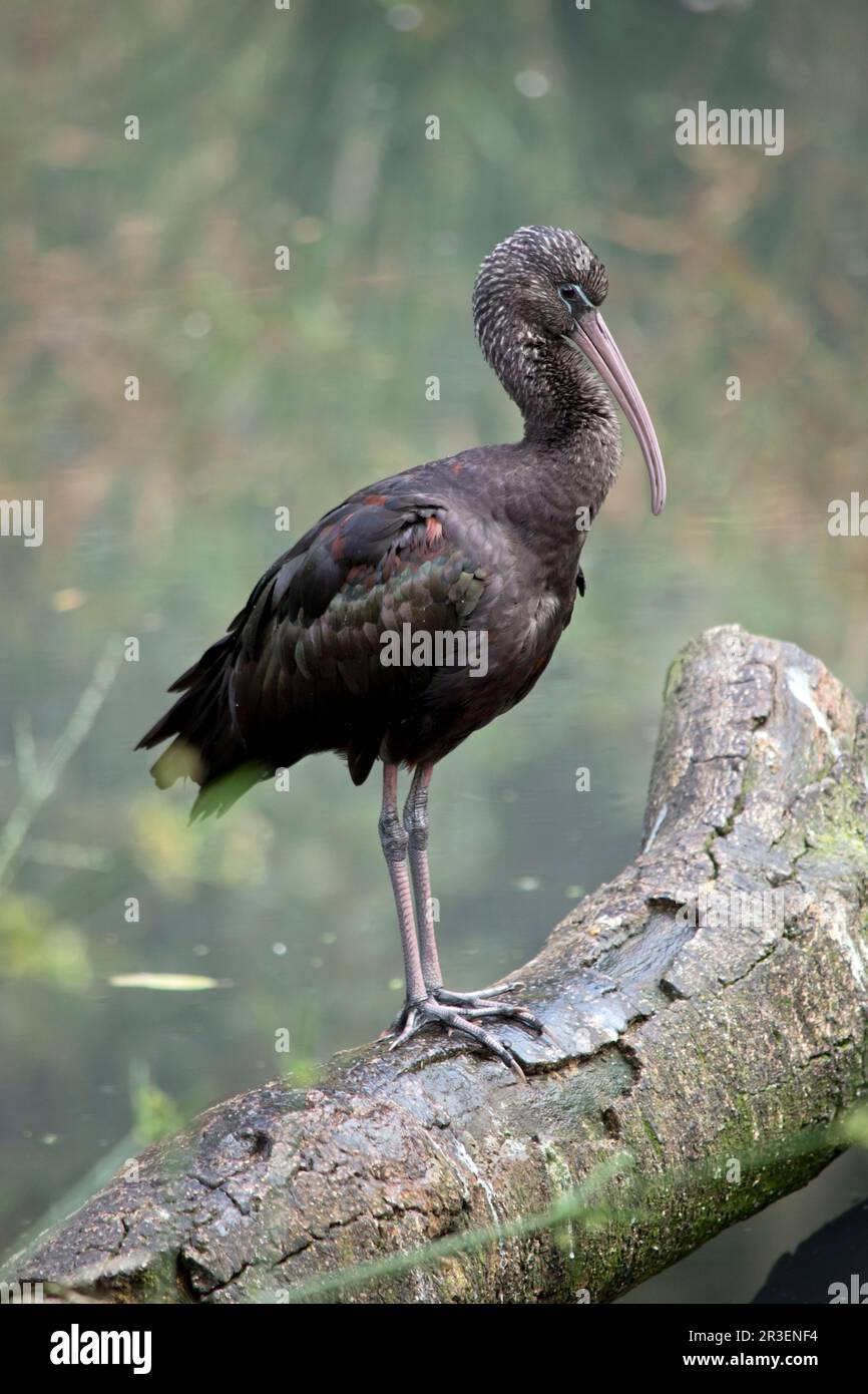 The Glossy Ibis has a distinctive long, downwards curved bill that is ...