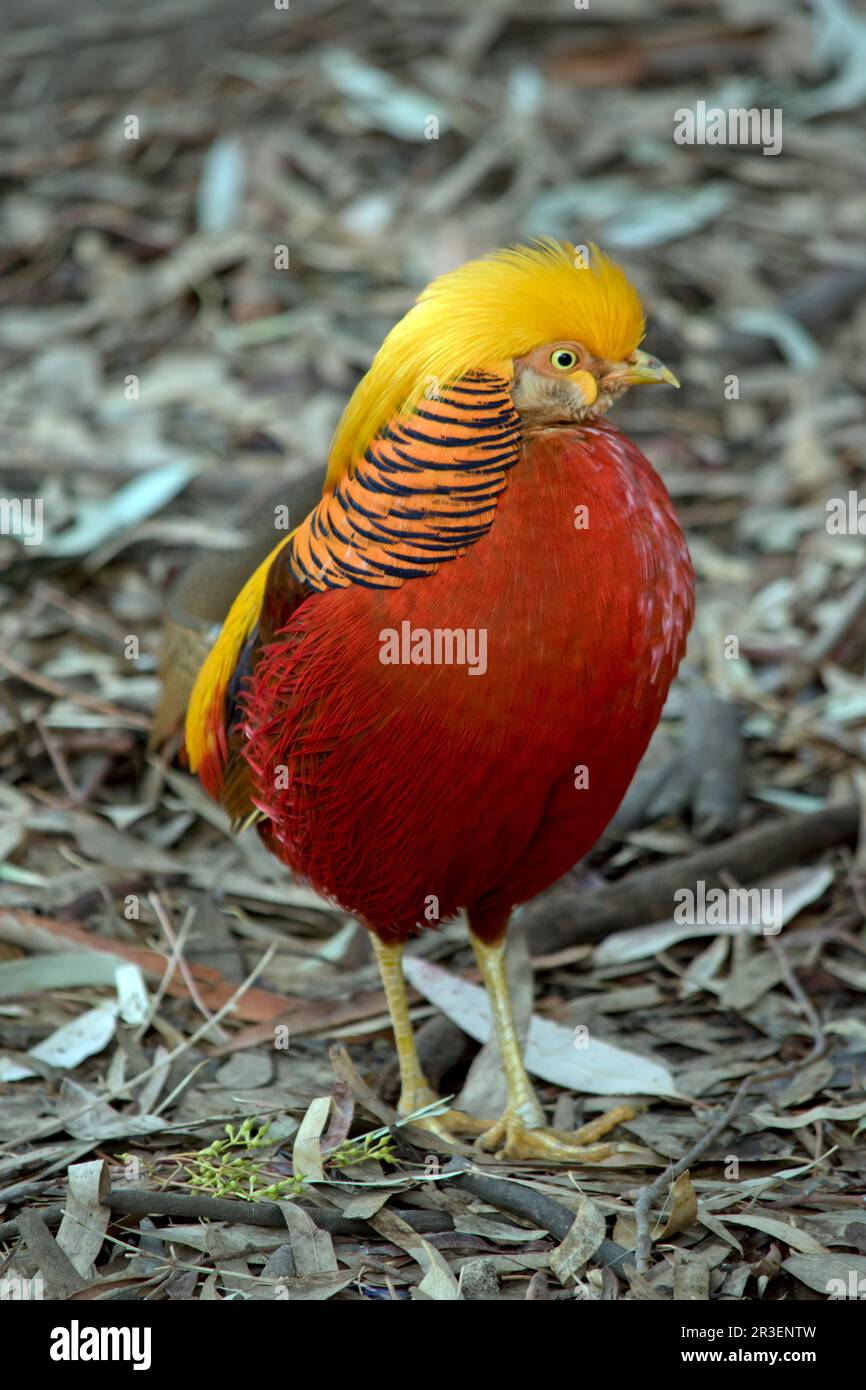 the male golden pheasant is very brightly coloured with a yellow crown ...