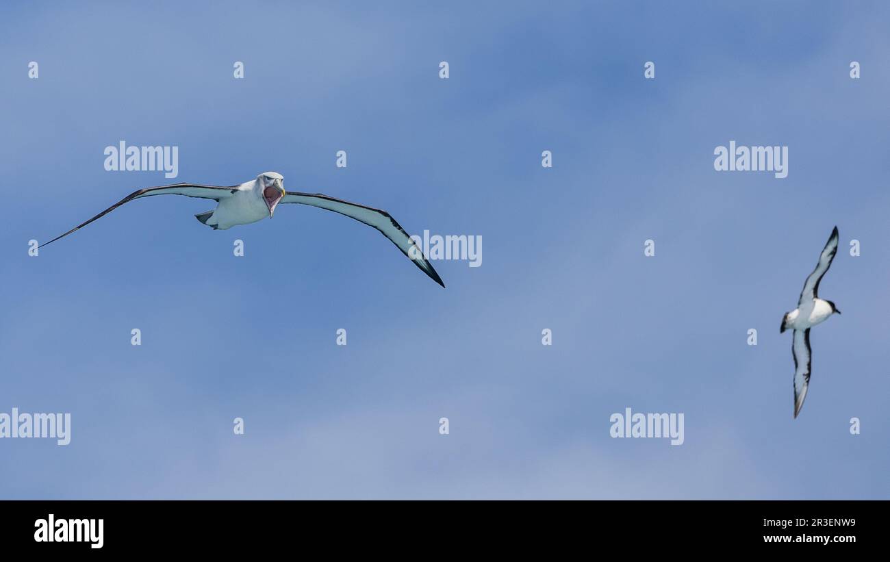Southern Royal Albatross and Cape Petrel aloft in the Southern Ocean ...