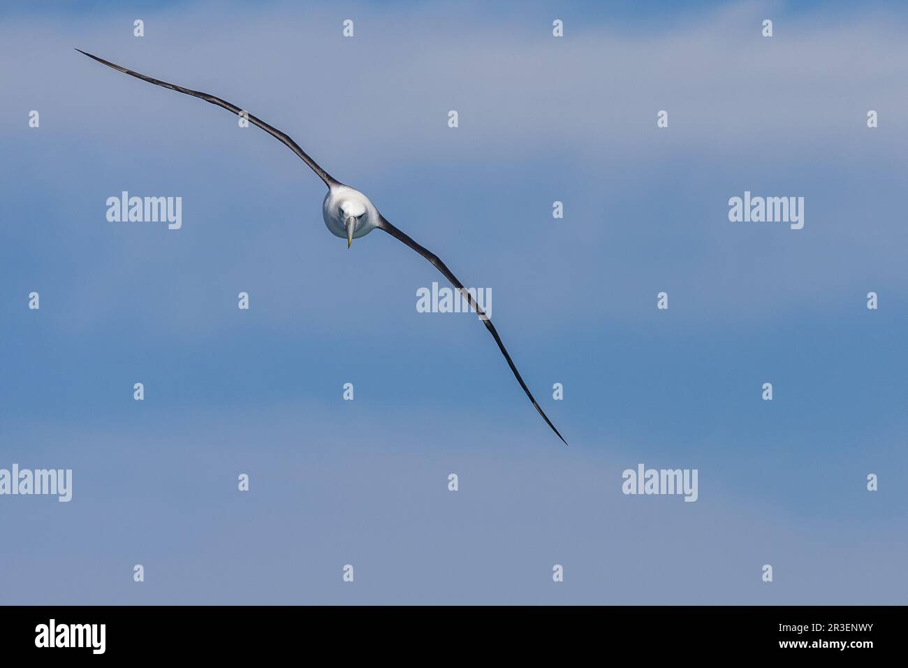 Southern Royal Albatross aloft in the Southern Ocean Stock Photo - Alamy