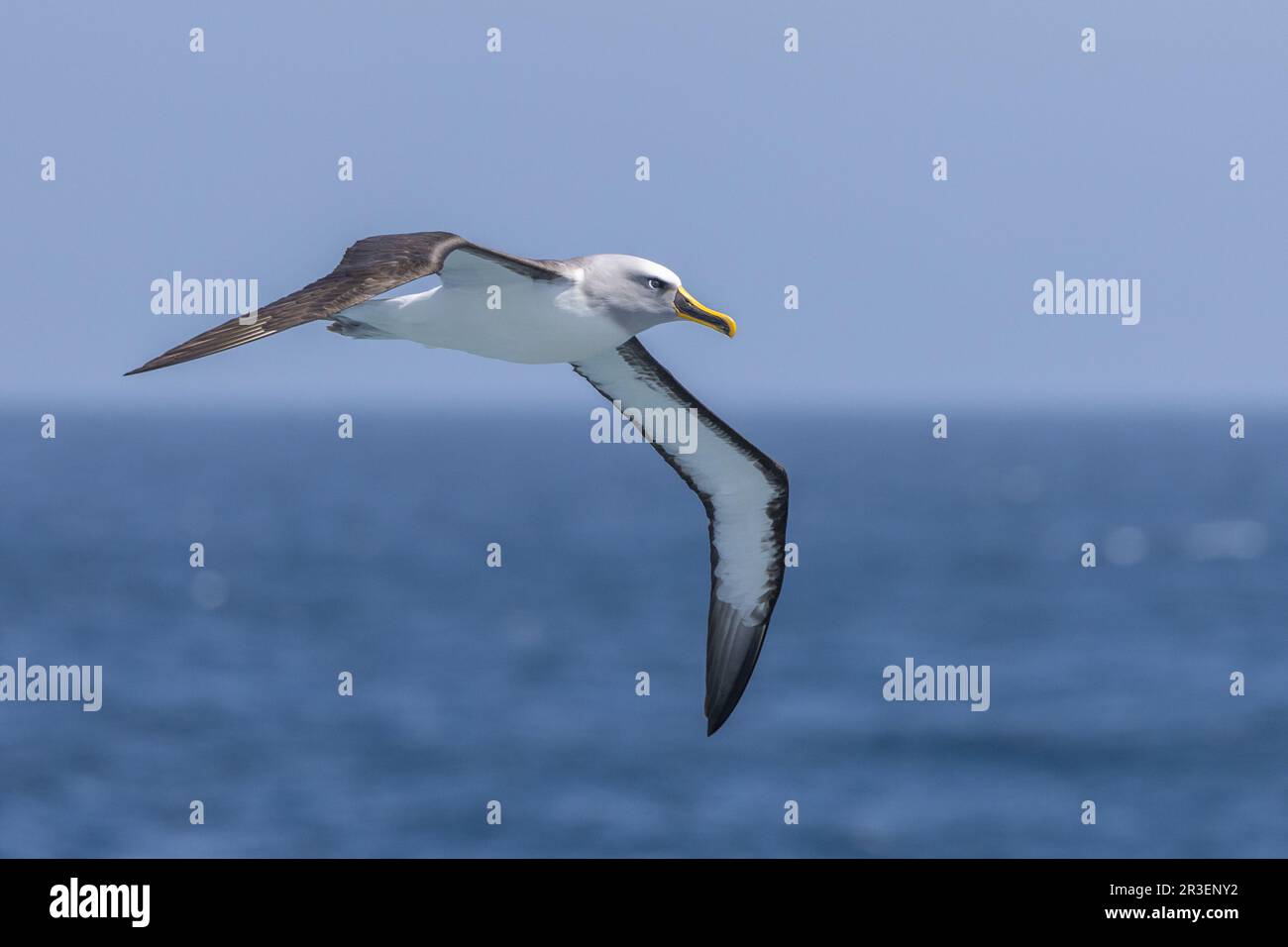 Buller's Albatross in Flight in the South Pacific Ocean near New ...